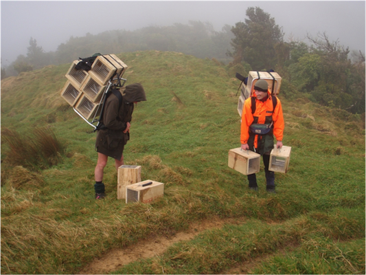 Beginners guide to predator control - Predator Free NZ