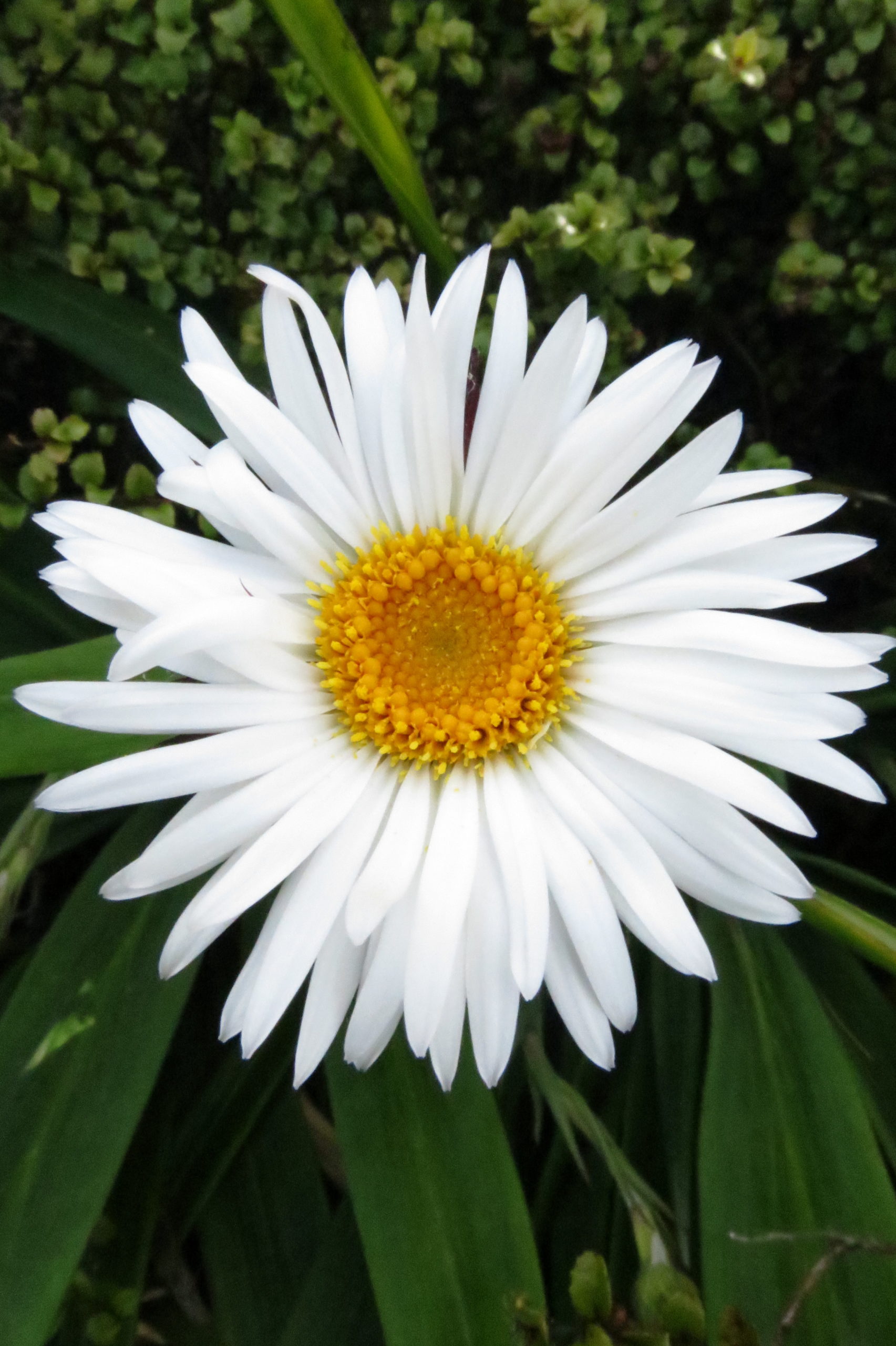 Protecting the Wildside's unique biodiversity - Predator Free NZ Trust