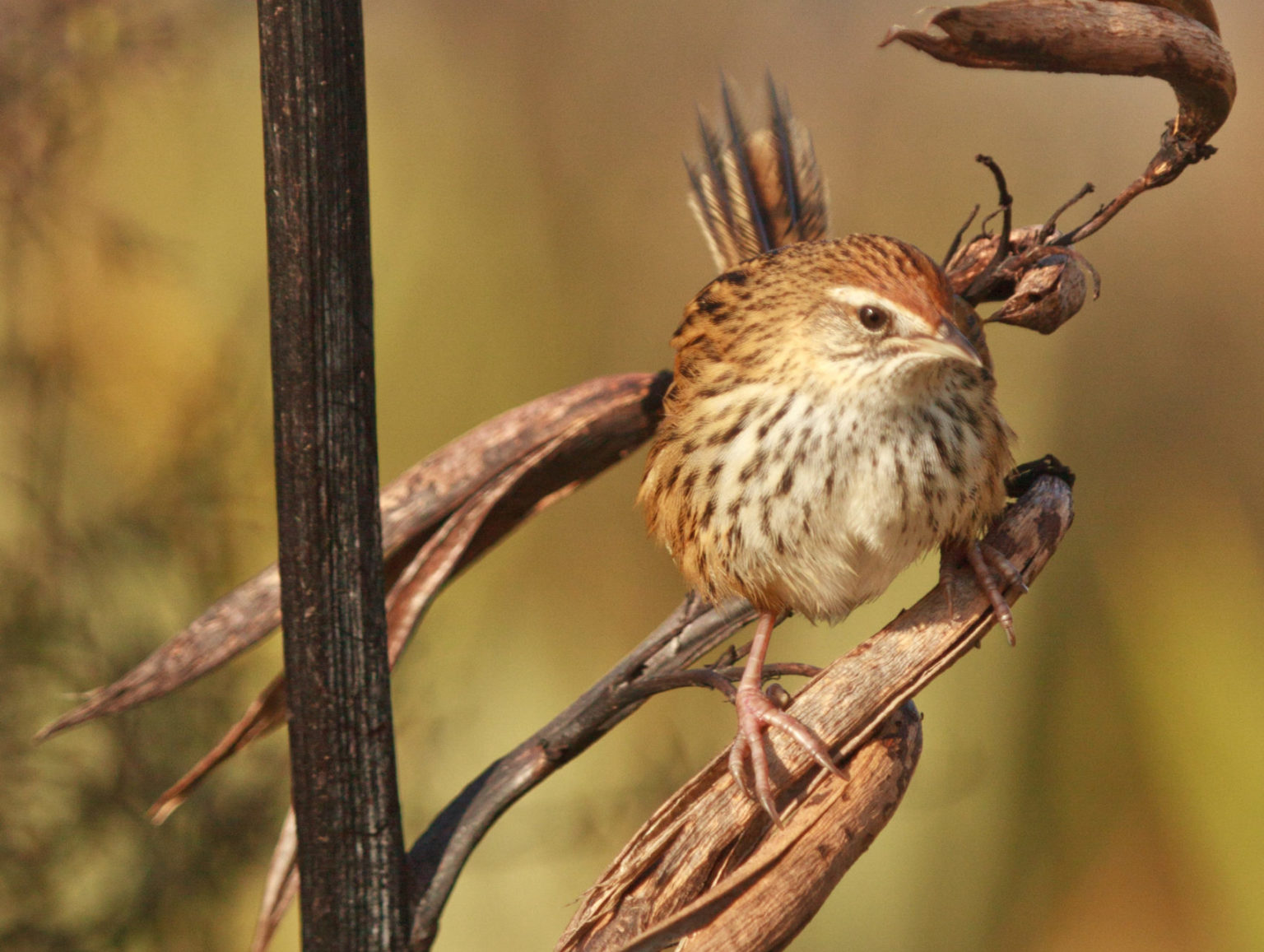 Fernbirds flourishing at Sinclair Wetlands - Predator Free NZ Trust
