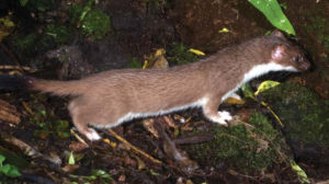 Stoat facts and control tips - Predator Free NZ Trust