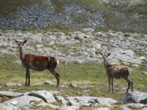 Moa vs Deer - are they so different? - Predator Free NZ Trust