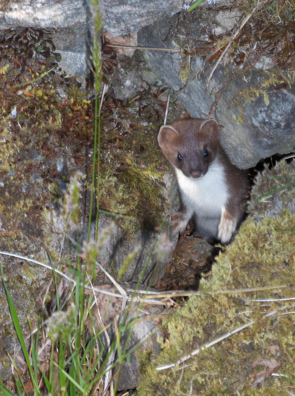 Capturing the cryptic - finding better ways to detect stoats - Predator ...
