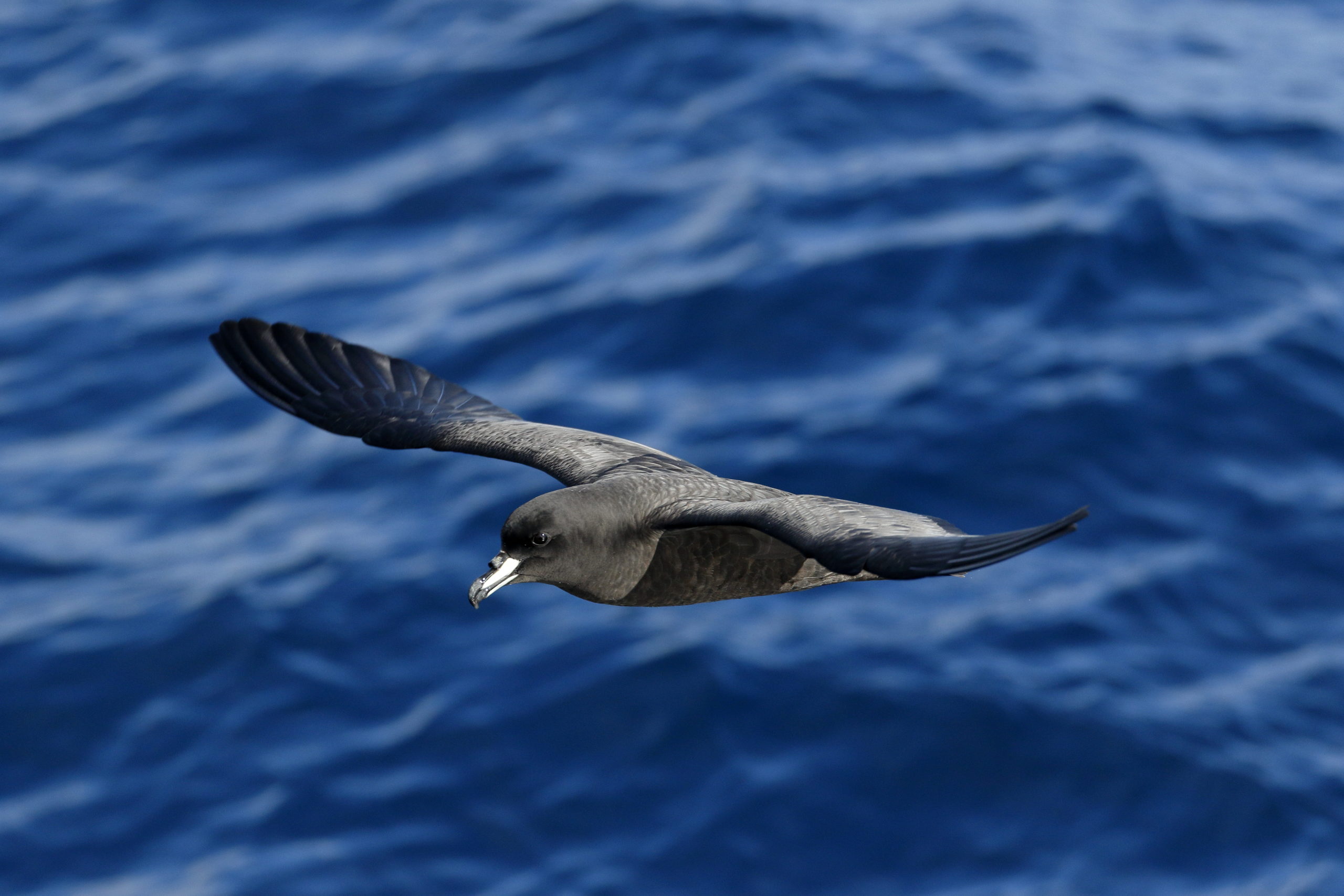 Feisty petrels still at risk from predators - Predator Free NZ Trust