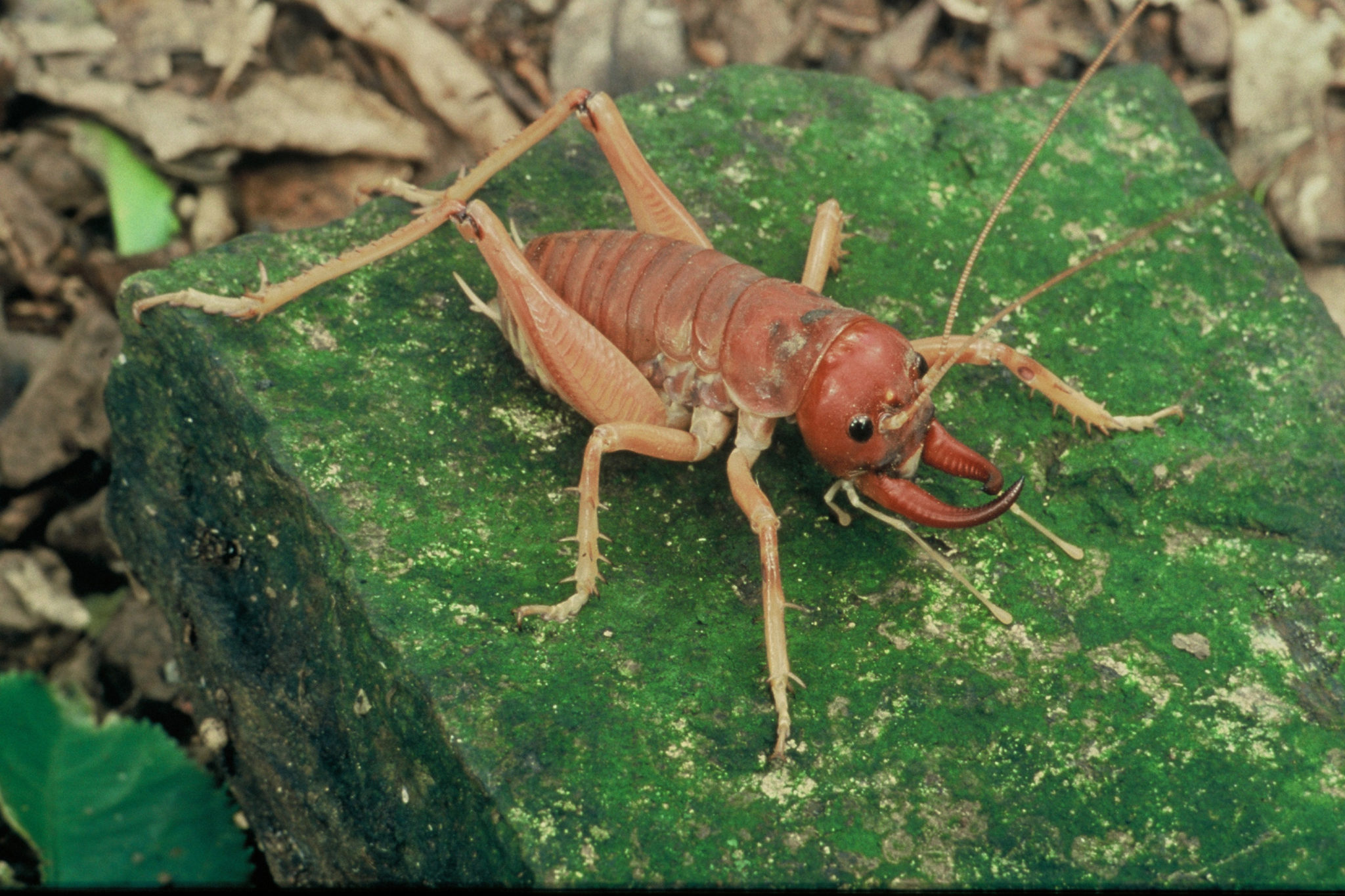 How a tusked, carnivorous weta was saved - Predator Free NZ Trust