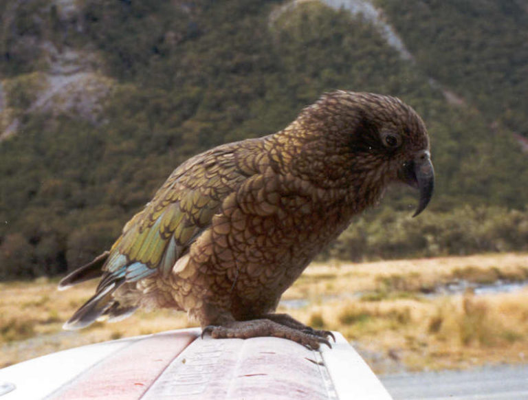 Kea survival during aerial 1080 - identifying the risks - Predator Free ...