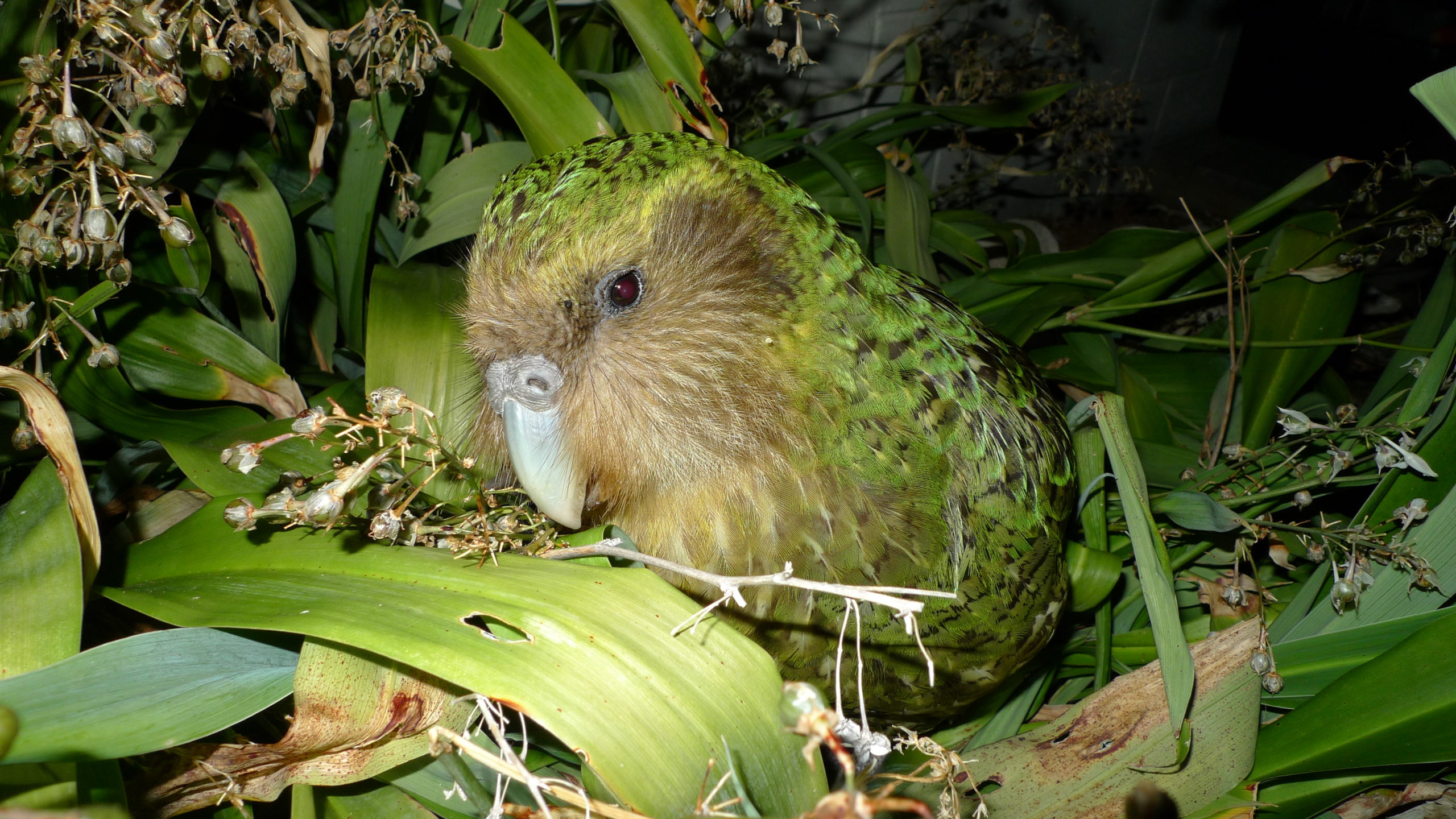 Study seeks future homes for kākāpō - Predator Free NZ Trust