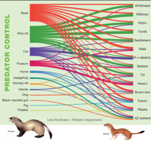 What do bird populations need to thrive? - Predator Free NZ Trust