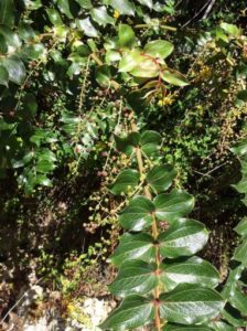 Native plants show potential as future rat toxins - Predator Free NZ Trust