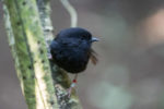 Remembering Don Merton and a bird called 'Old Blue' - Predator Free NZ ...