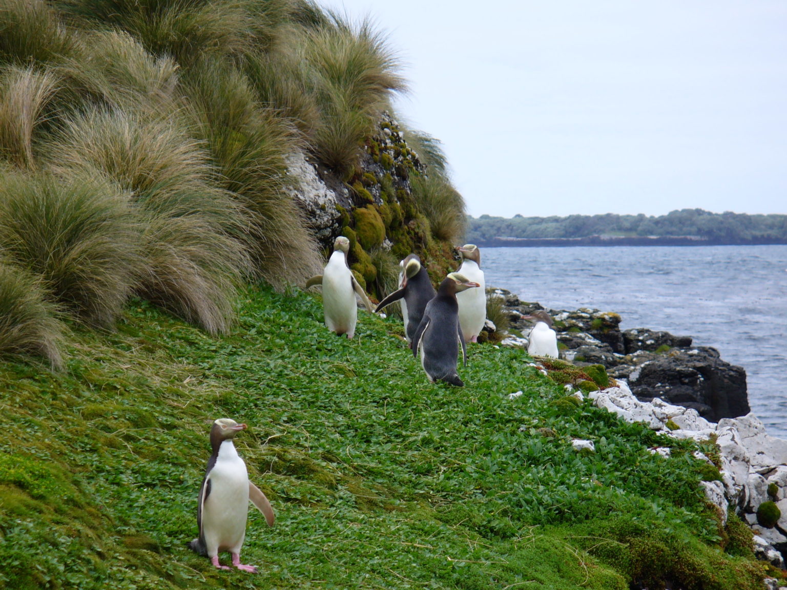 Checking up on the other yellow-eyed penguins - Predator Free NZ Trust