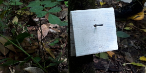 Chew cards - Predator Free NZ Trust