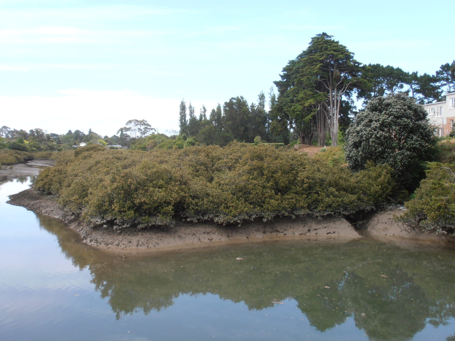 Uncovering the secret life of urban mangroves - Predator Free NZ Trust