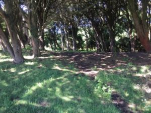 Ancient totara dune forest becomes new Southland reserve - Predator ...