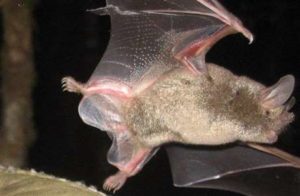 Hibernation or torpor? Understanding our weird and wonderful bats ...