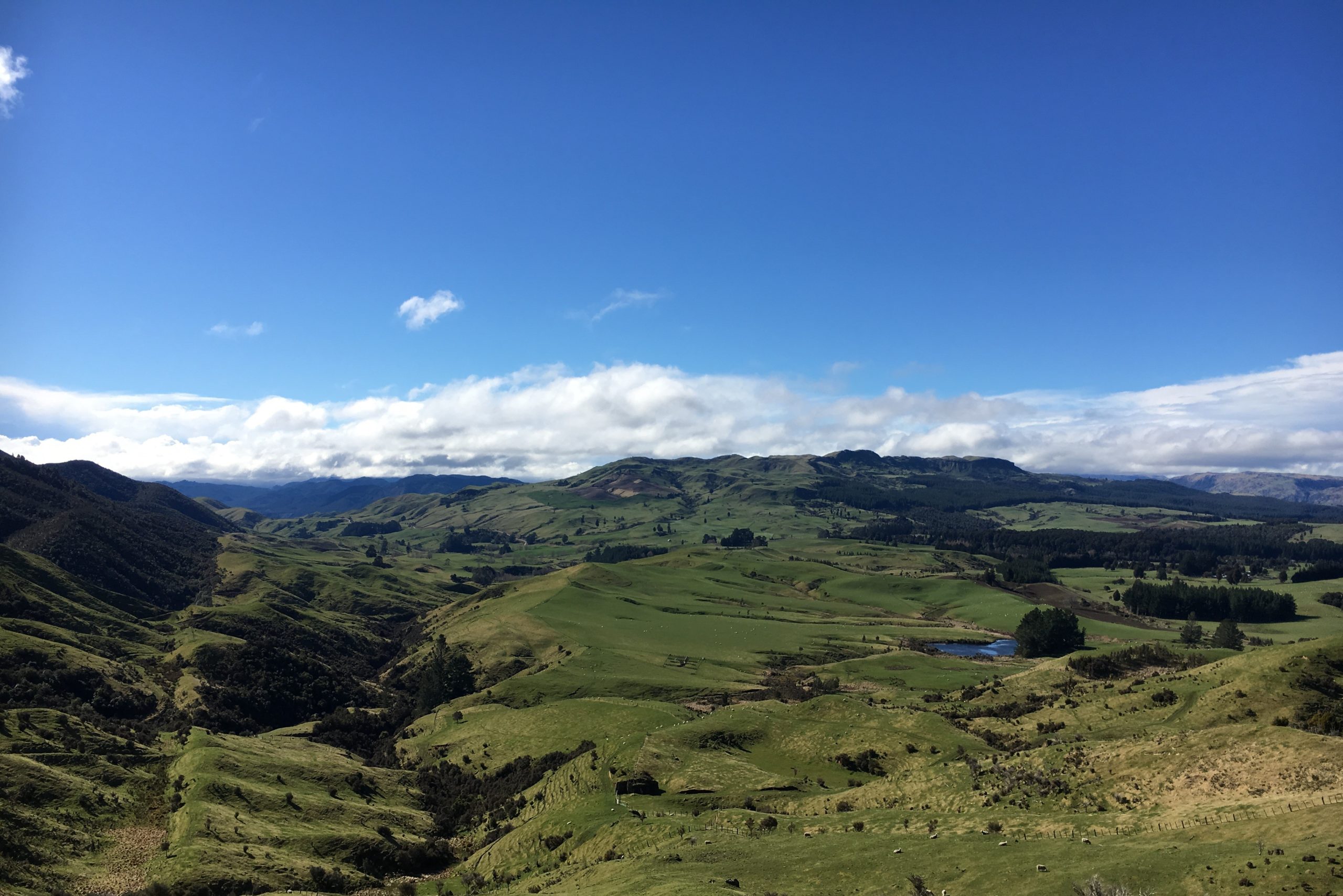 Farm between two forests rich in rare wildlife - Predator Free NZ Trust