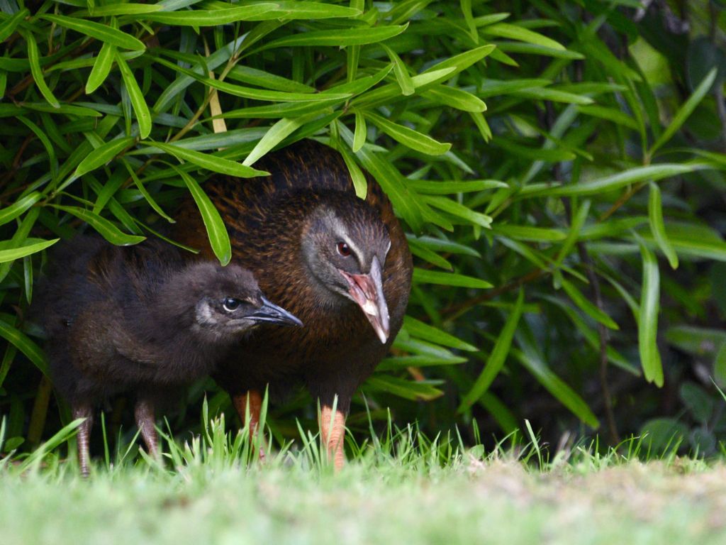 The weka dilemma - Predator Free NZ Trust