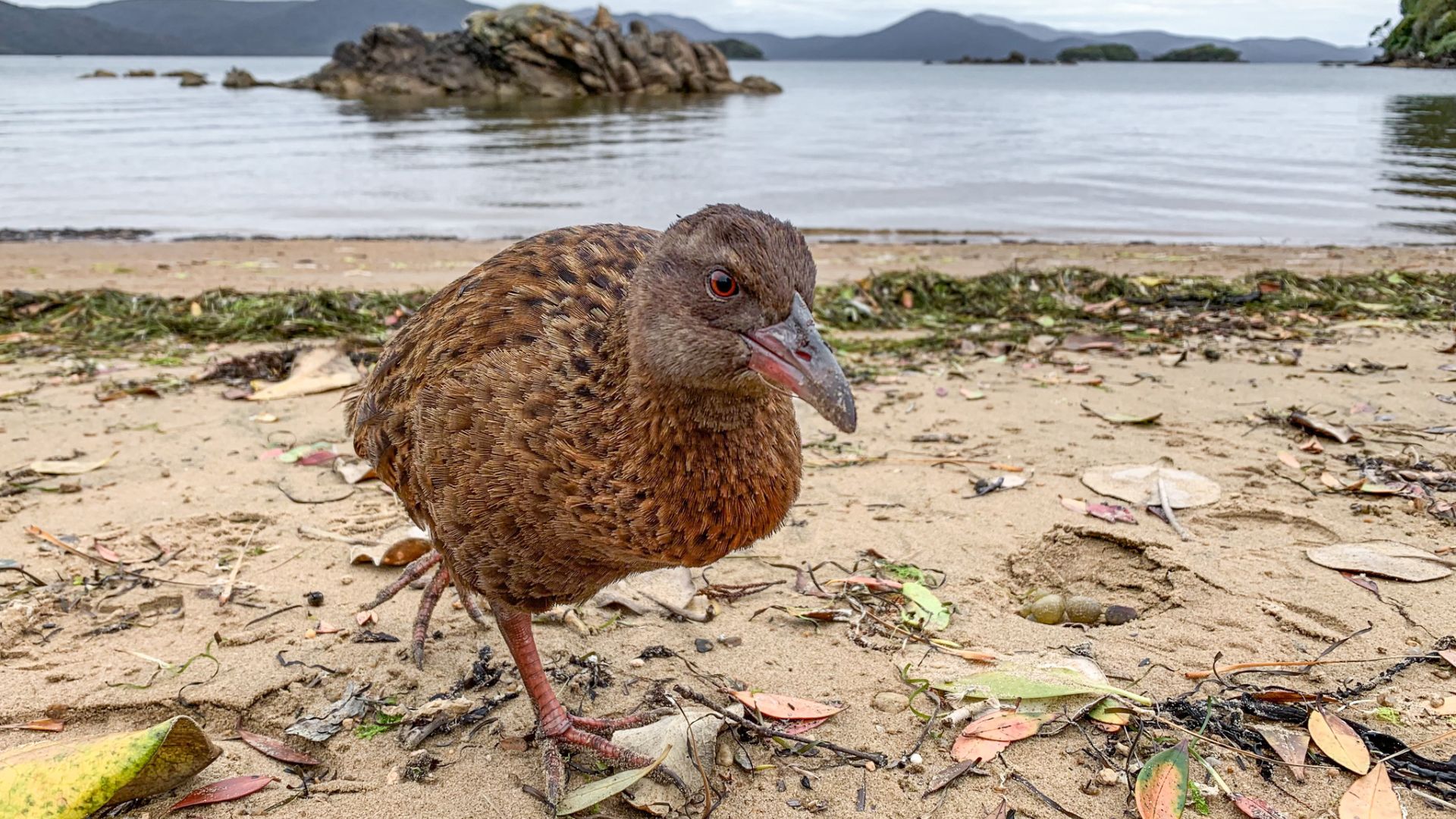 The weka dilemma - Predator Free NZ Trust