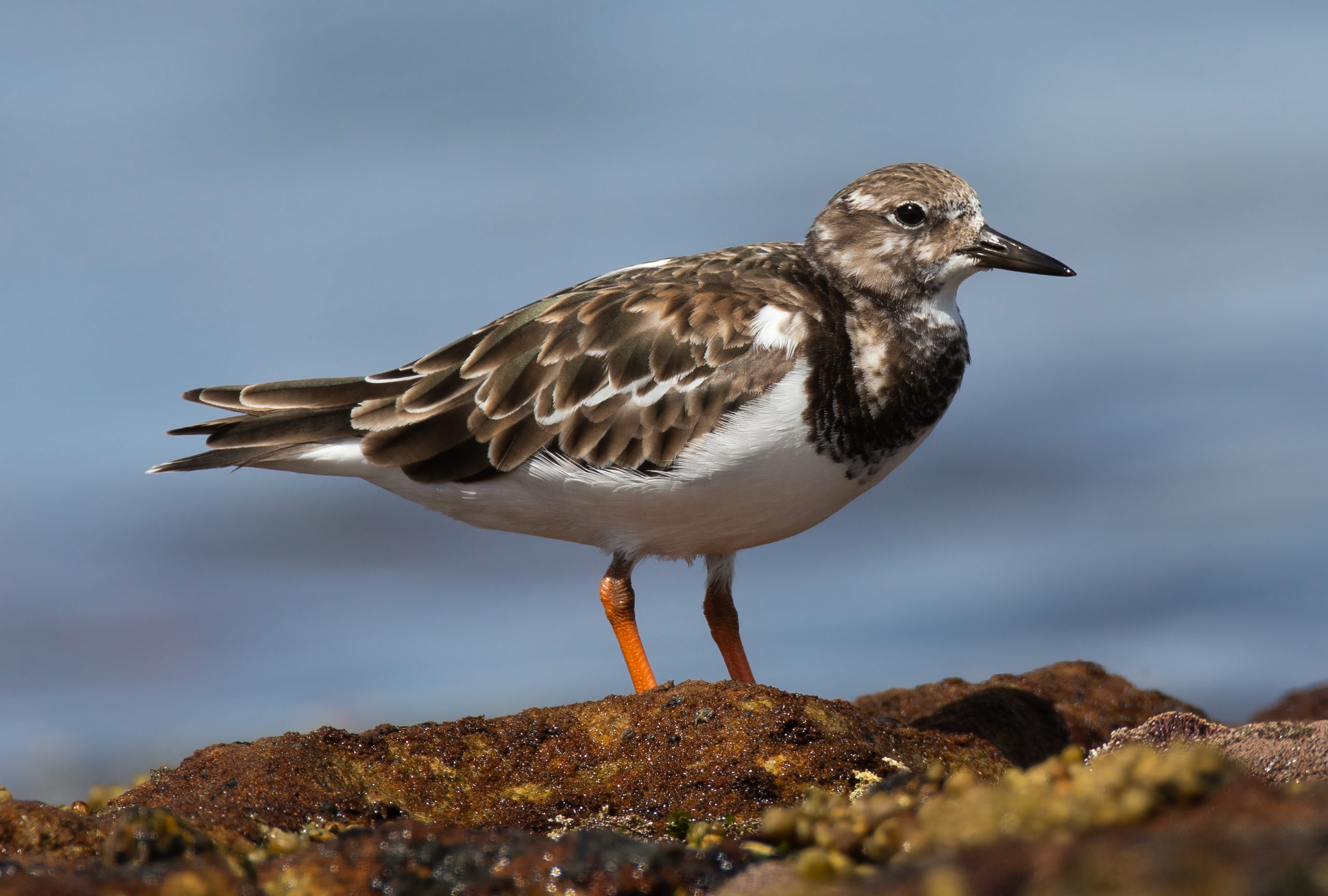Banding aims to uncover turnstone migration mystery - Predator Free NZ ...