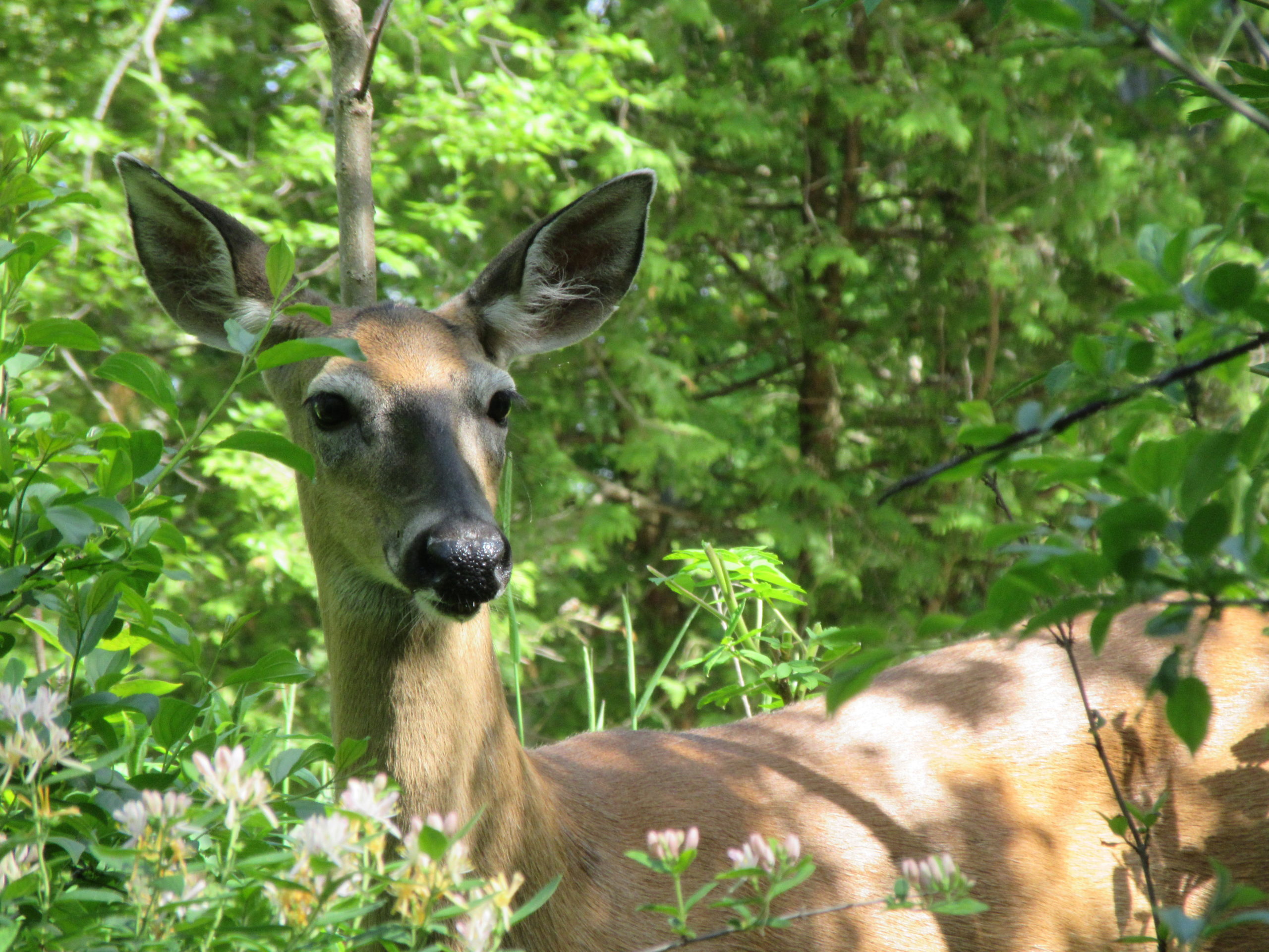 Monitoring shows ungulates increasing on public conservation land ...
