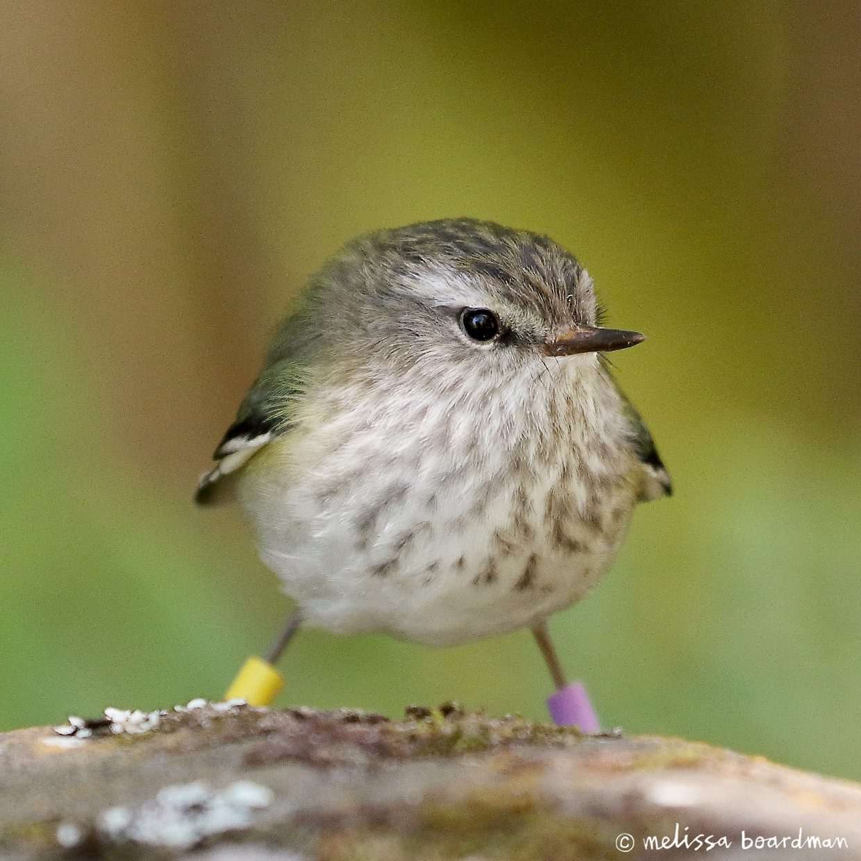 Less stress = translocation success for tiny rifleman - Predator Free ...