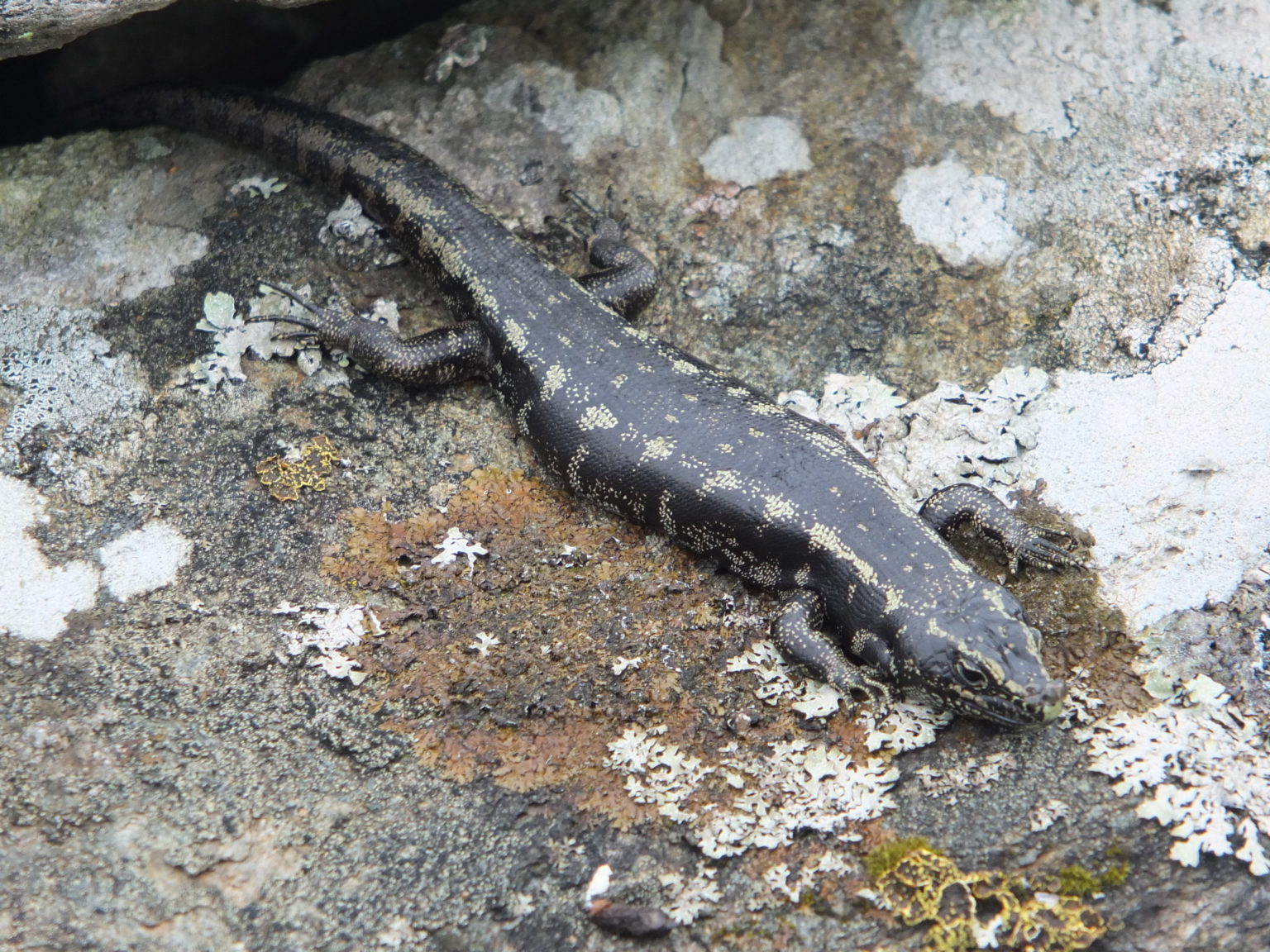 A glimpse of the social life of Otago skinks - Predator Free NZ Trust