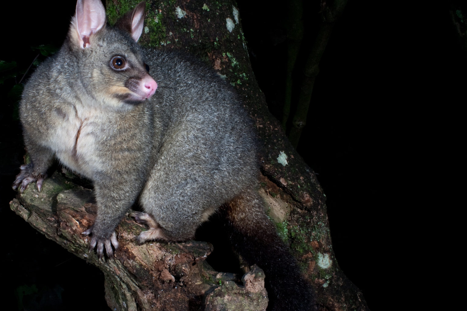 Possum facts and control tips - Predator Free NZ Trust