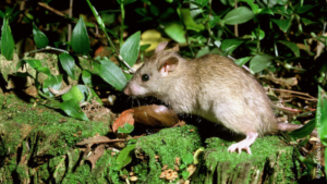 Rat facts and control tips - Predator Free NZ Trust