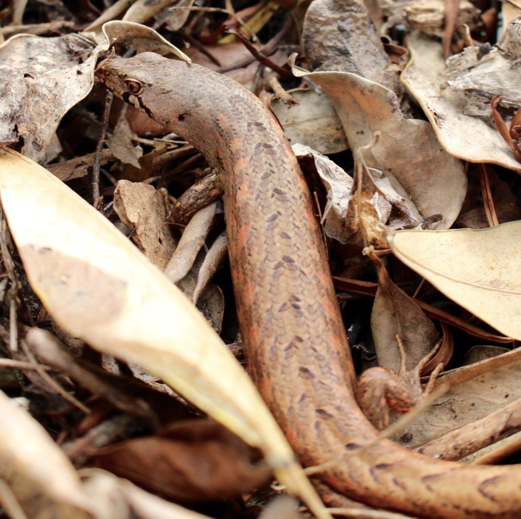 5 NZ skinks found nowhere else in the world - Predator Free NZ Trust