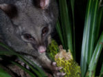7 surprising facts you should know about possums - Predator Free NZ Trust