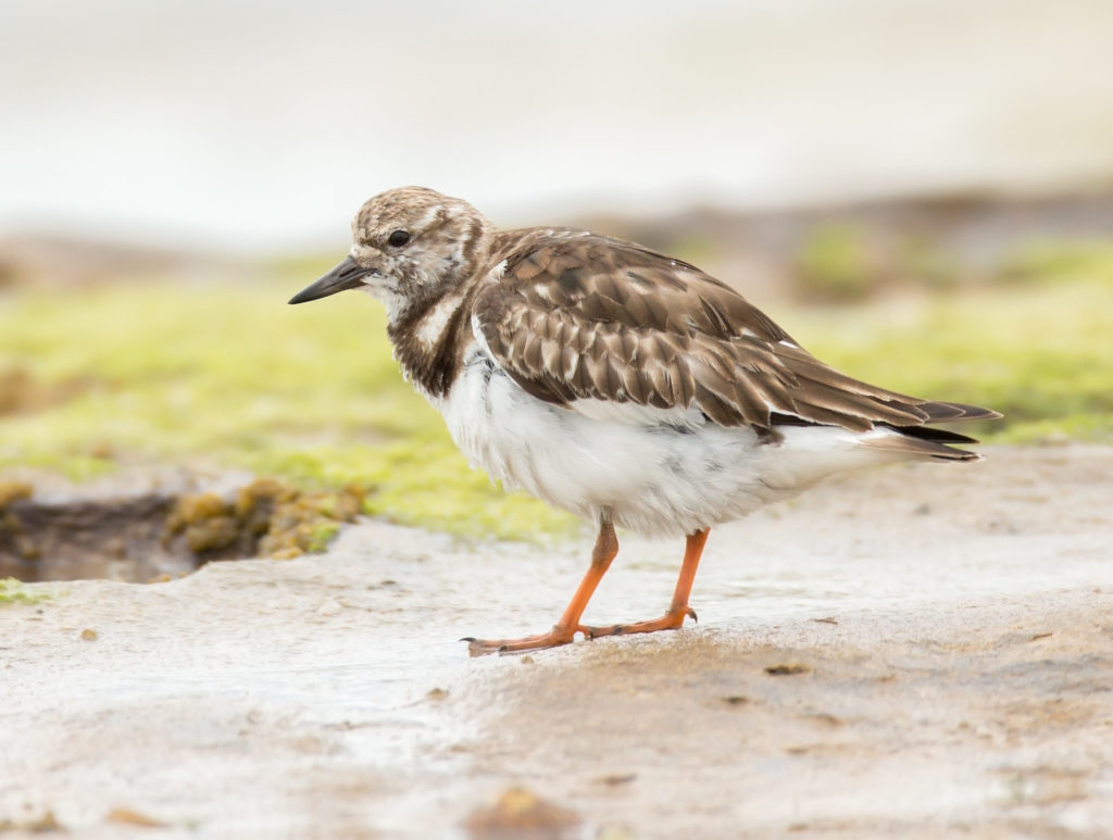 Banding aims to uncover turnstone migration mystery - Predator Free NZ ...
