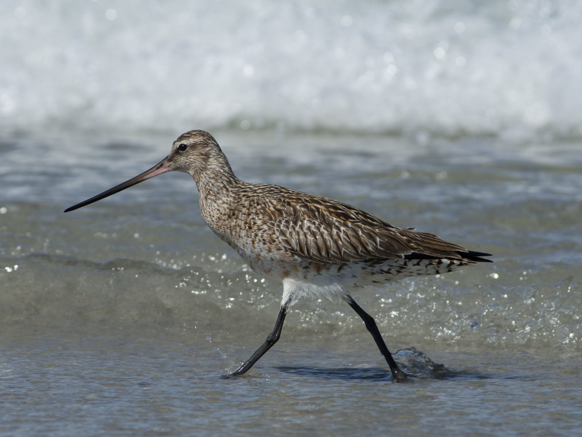 Bar-tailed godwits are longhaul experts - Predator Free NZ Trust