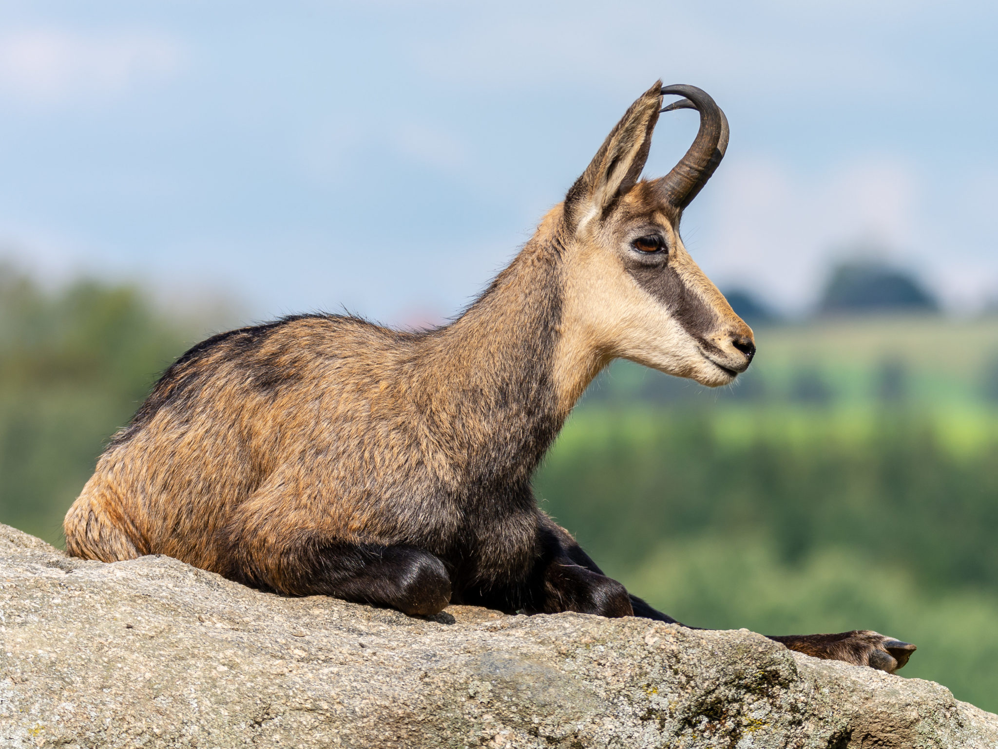 Monitoring shows ungulates increasing on public conservation land ...