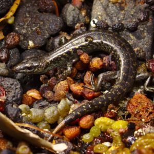5 NZ skinks found nowhere else in the world - Predator Free NZ Trust