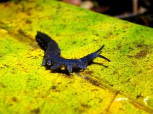 Peripatus is a sharp-shooting 'living fossil' - Predator Free NZ Trust