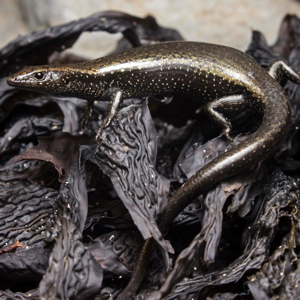 5 NZ skinks found nowhere else in the world - Predator Free NZ Trust