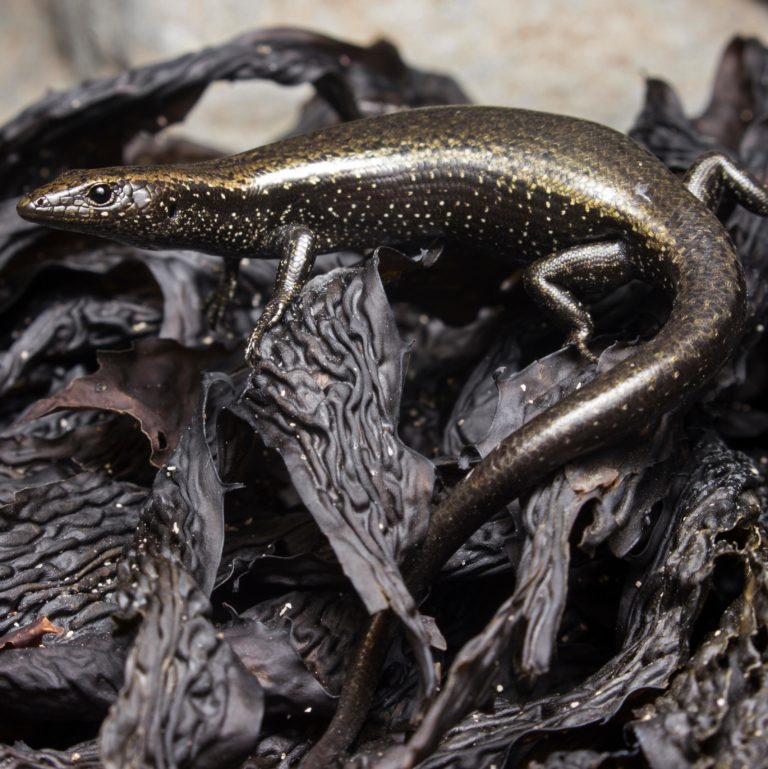 5 NZ skinks found nowhere else in the world - Predator Free NZ Trust