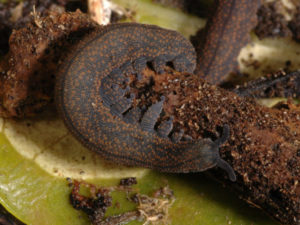 Peripatus is a sharp-shooting 'living fossil' - Predator Free NZ Trust