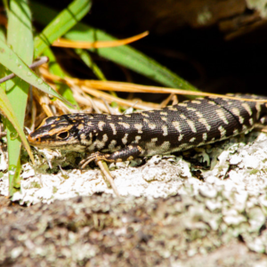 5 NZ skinks found nowhere else in the world - Predator Free NZ Trust