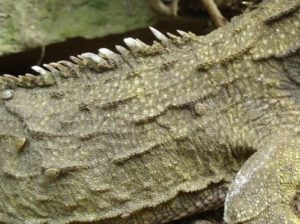 Getting to know our largest reptile - Predator Free NZ Trust