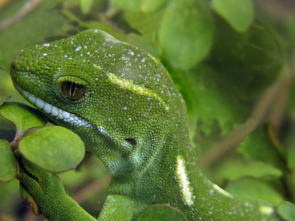 New home for barking geckos in successful penned release - Predator ...