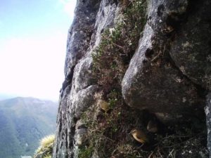 Tiny alpine bird is an avid collector of feathers - Predator Free NZ Trust