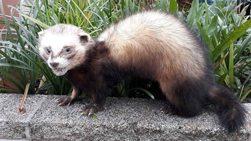 5 Surprising Ferret Facts - Predator Free NZ Trust 5 Surprising Ferret Facts - Predator Free NZ Trust
