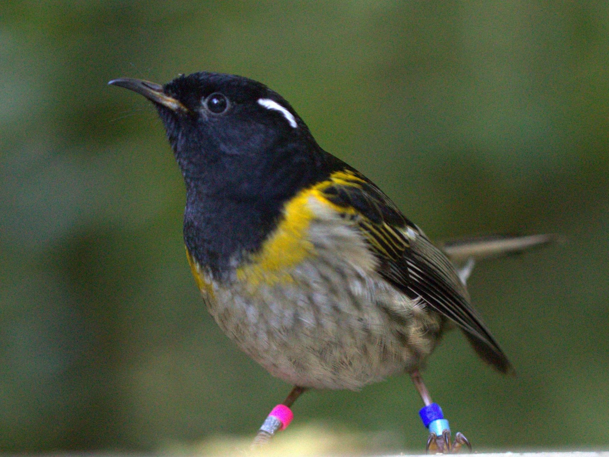 Video camera study reveals rare birds in ruru diet - Predator Free NZ Trust