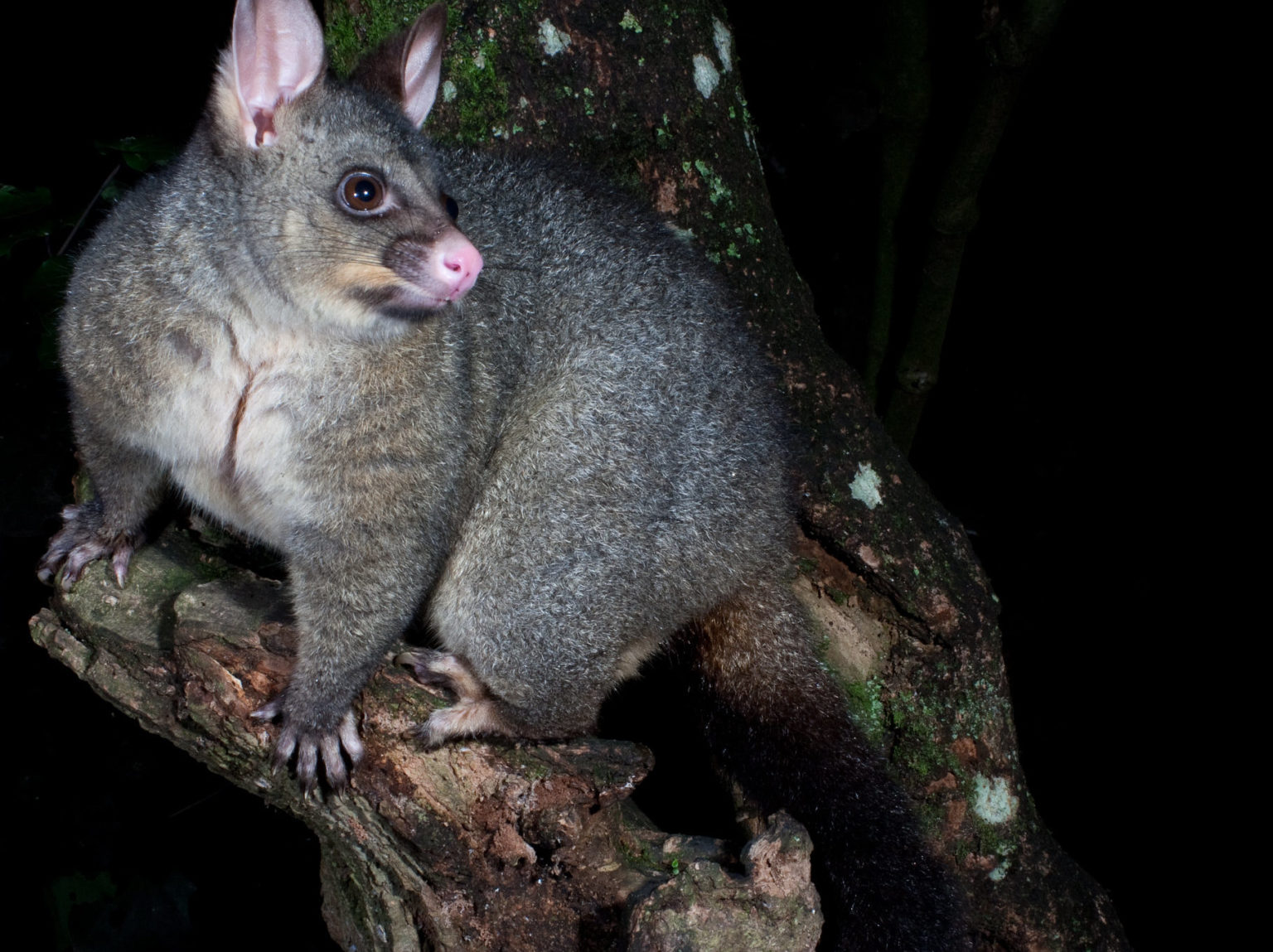 Landcare Research takes to the tree tops in latest possum research ...