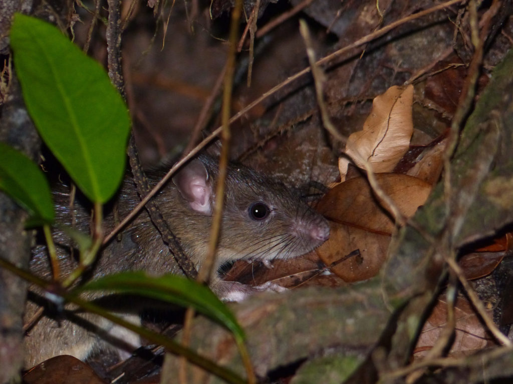Life of plenty for beech forest ship rats - Predator Free NZ Trust