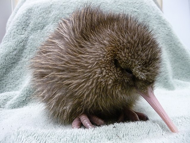 Hybrid kiwi uncovered in genetic study - Predator Free NZ Trust