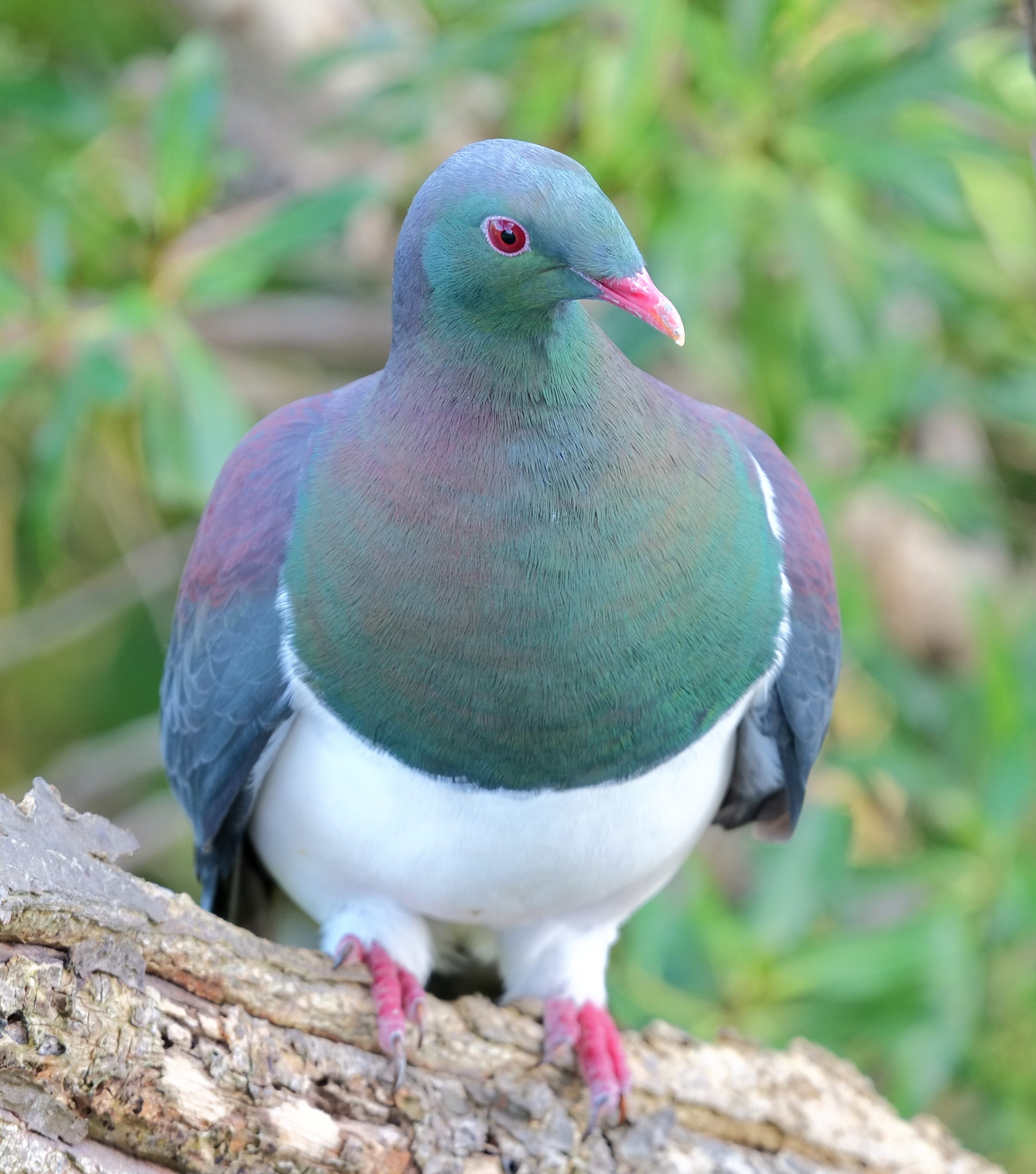 What factors are limiting kererū populations? - Predator Free NZ Trust