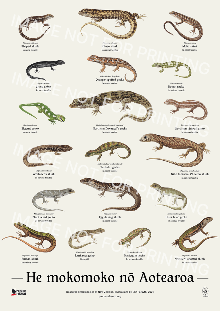 Native lizard poster captures illustrators heart - Predator Free NZ Trust