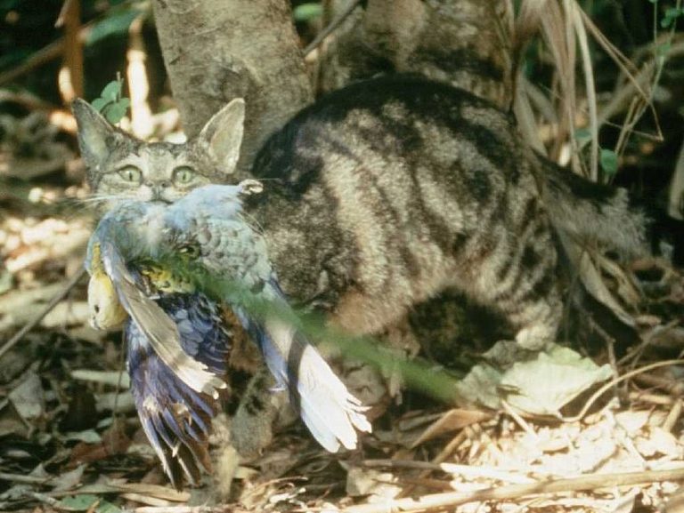 Feral cats feast on Australian reptiles - Predator Free NZ Trust