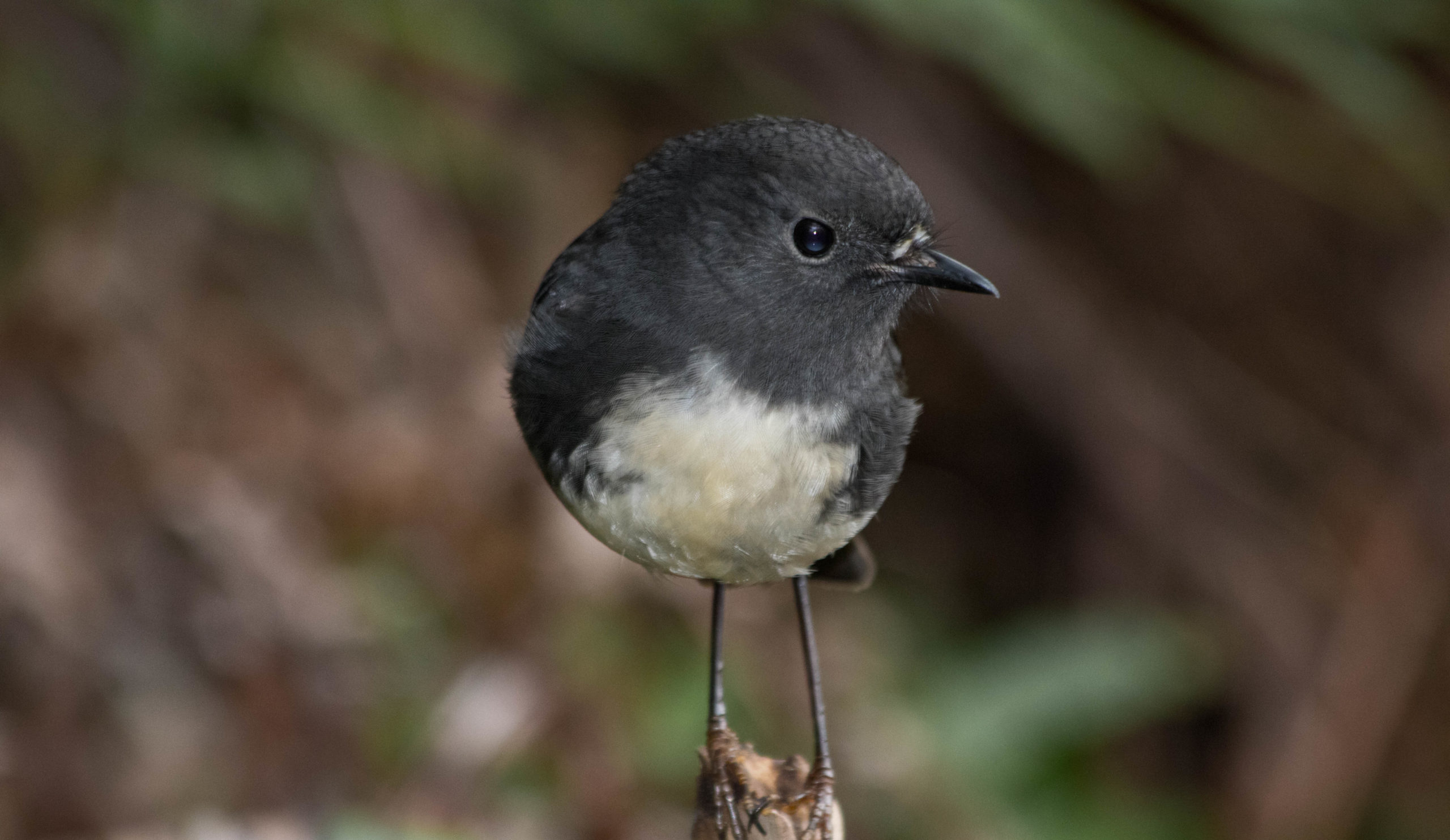Robins return – but where are all the tomtits? - Predator Free NZ Trust
